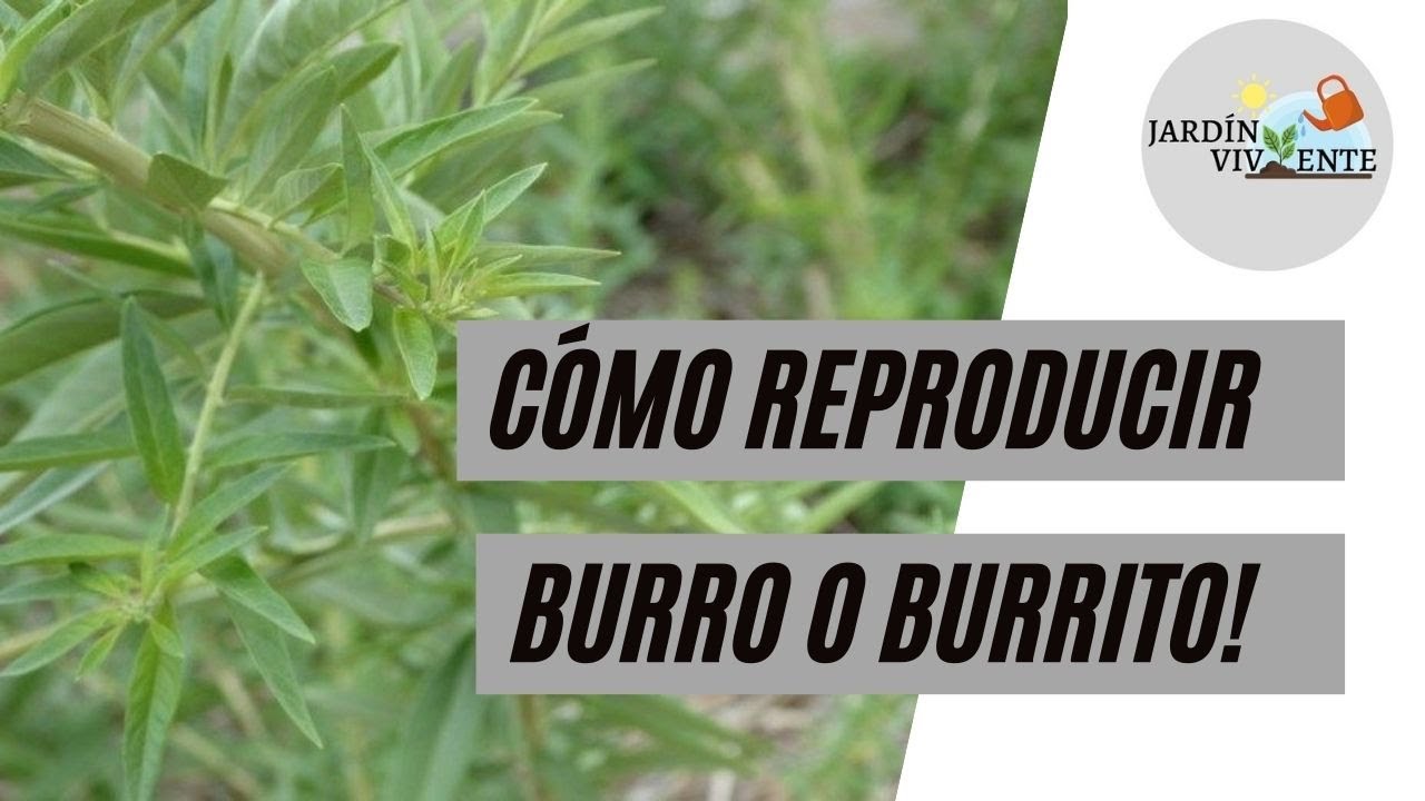 Cómo reproducir burro o burrito. Método fácil y rápido sólo con agua ...