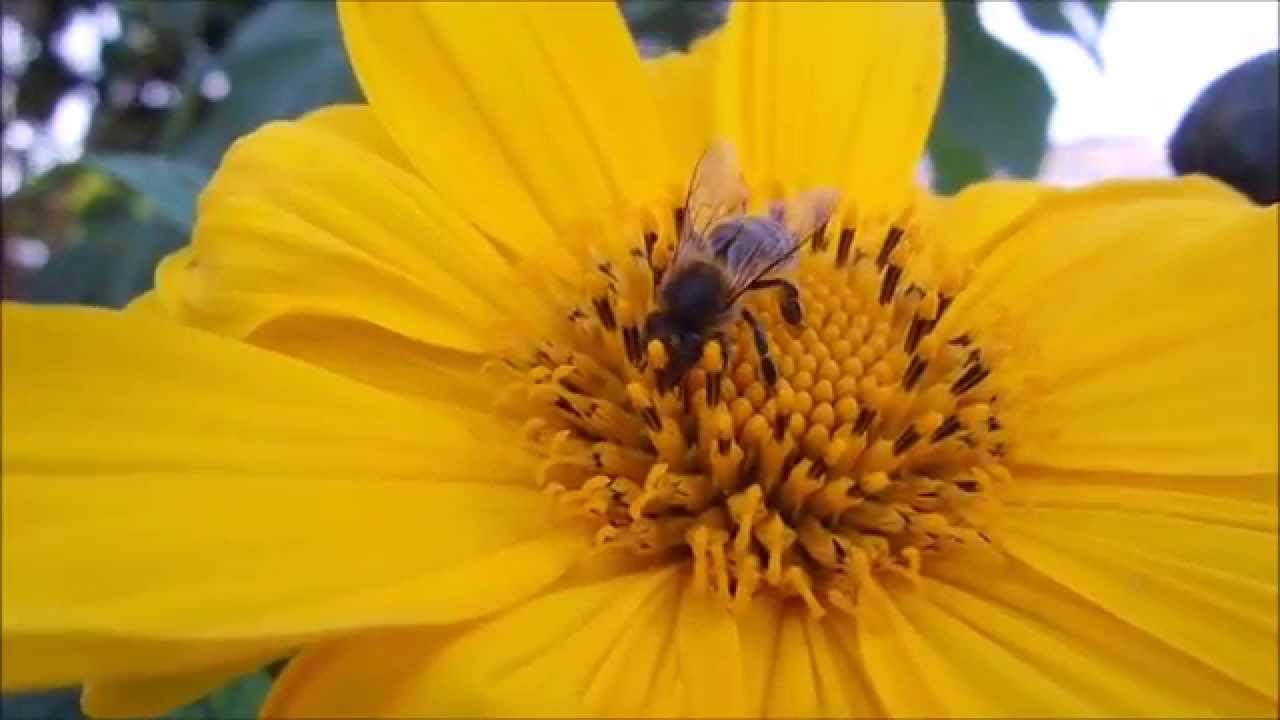 Abejas recolectando néctar - Otoño 2015 - YouTube