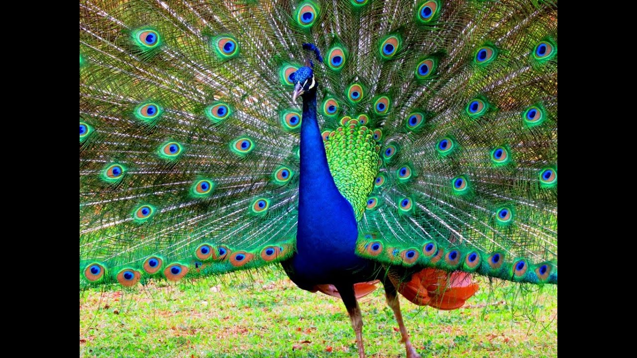 Pavão abrindo o Leque - YouTube