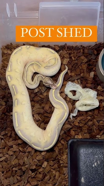 PRE SHED VS POST SHED HIGHWAY BALL PYTHON #ballpython #reptiles #snakes ...