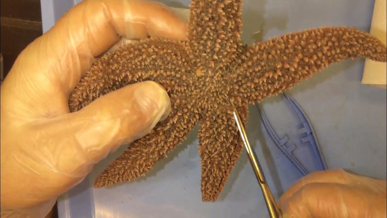 Sea Star Dissection - YouTube