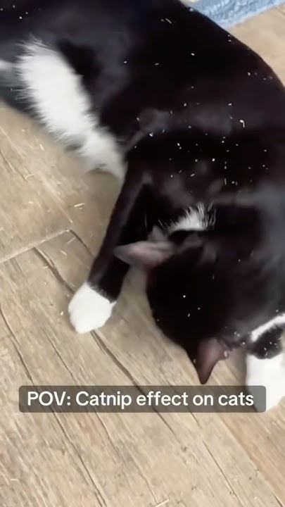 Catnip effect on two of our cats #catnip #indoorcats #crazycats - YouTube
