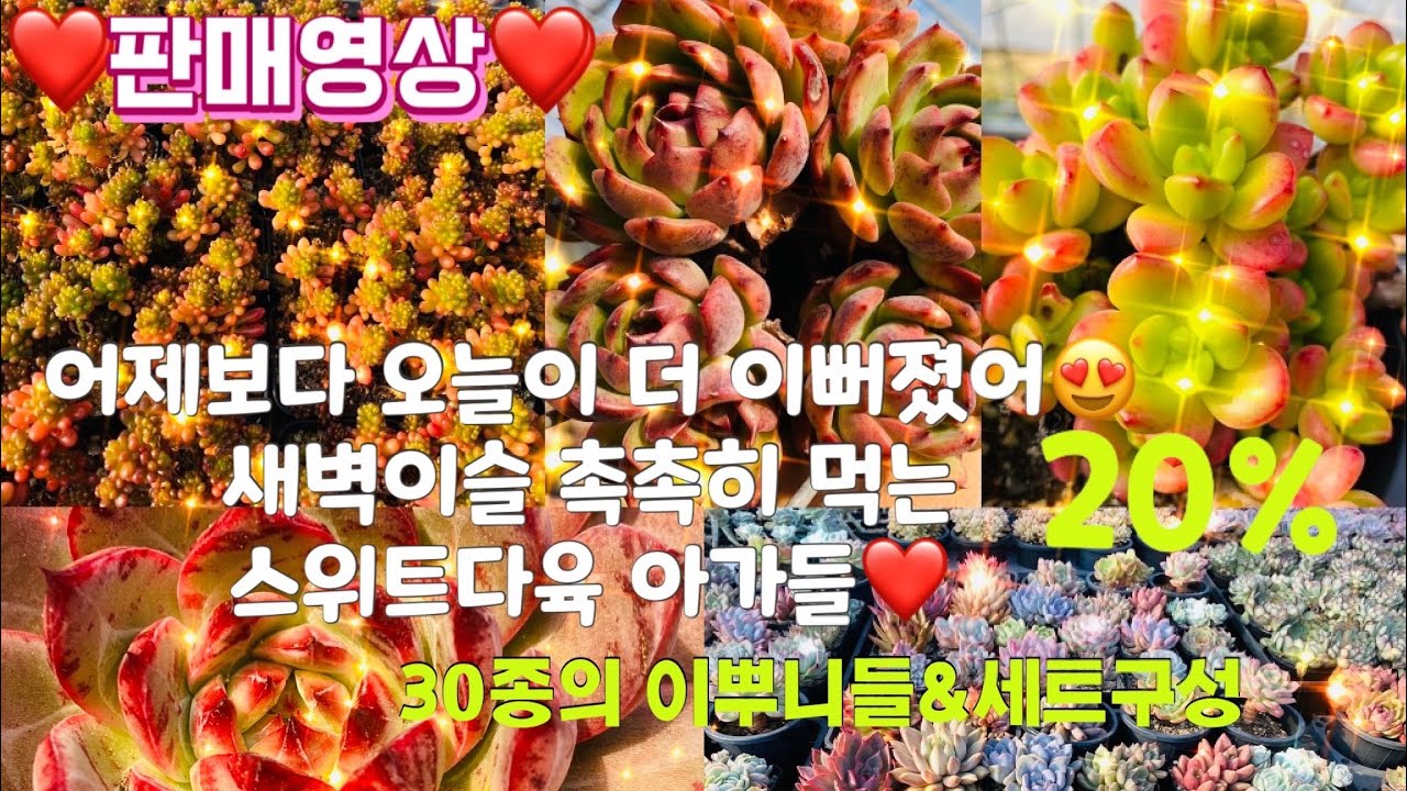 10월 18일 ️판매영상 ️ 묵둥이 20프로 이상 할인👍👍스위트다육의 이뿌니들~절대 물탱이는 판매안해요😘다육식물다육다육이