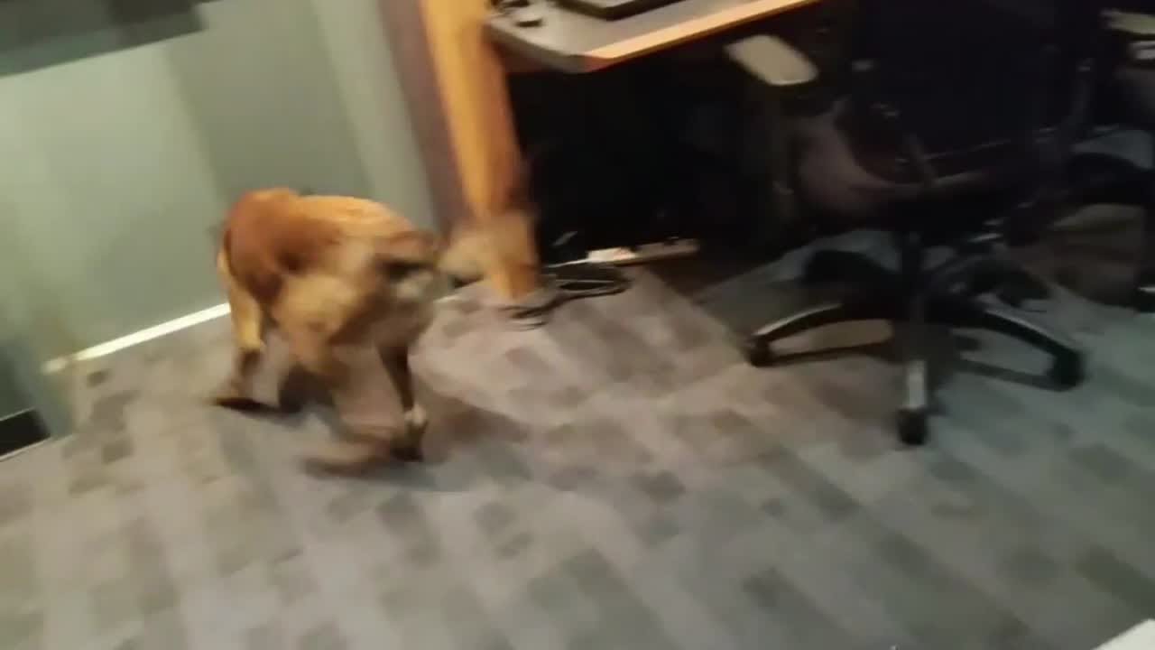 State Fire Marshal bomb sniffing dog visits KATC - YouTube