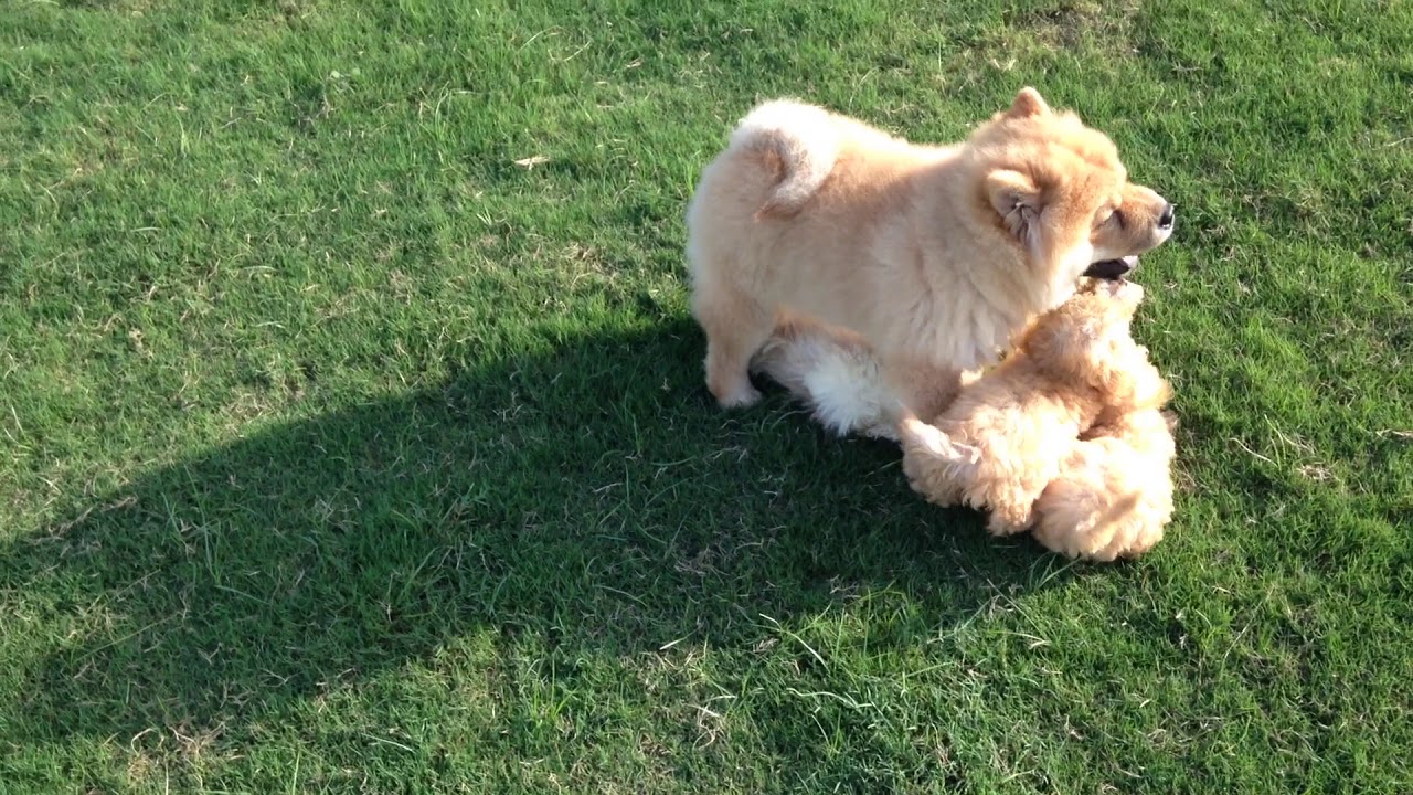 Shih tzu plays with chow chow. Best kennel in Delhi, gurgaon, noida ...