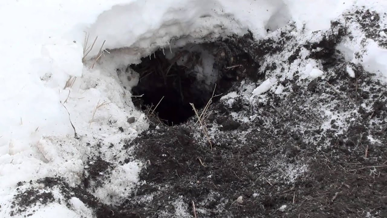 Red Fox (Canidae: Vulpes vulpes) Winter Den - YouTube
