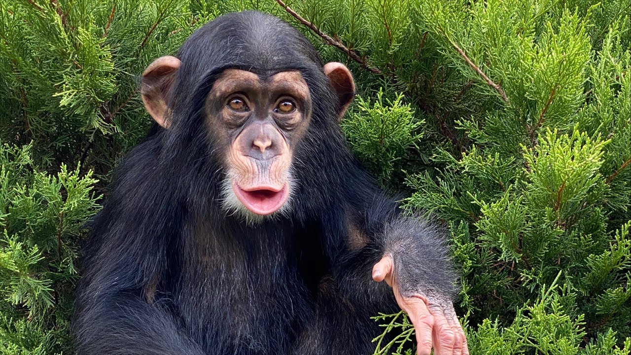 Baby Chimp has Dinner Live! - YouTube