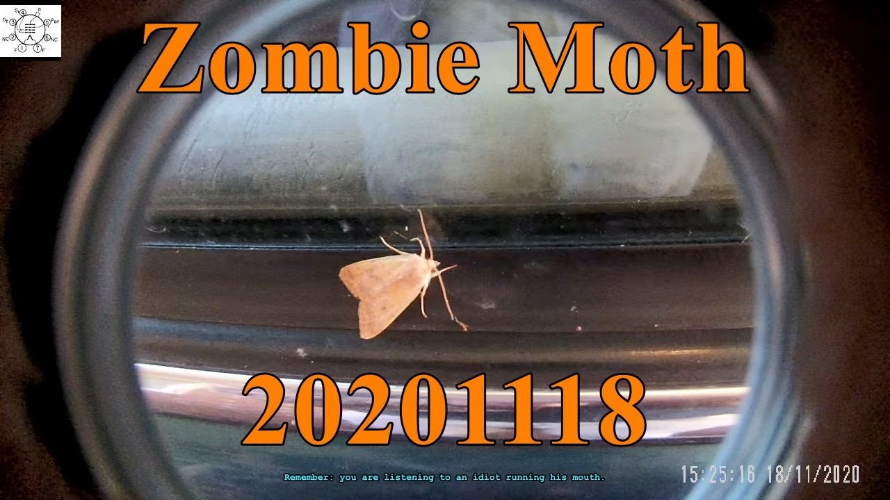 Zombie Moth 20201118 - YouTube