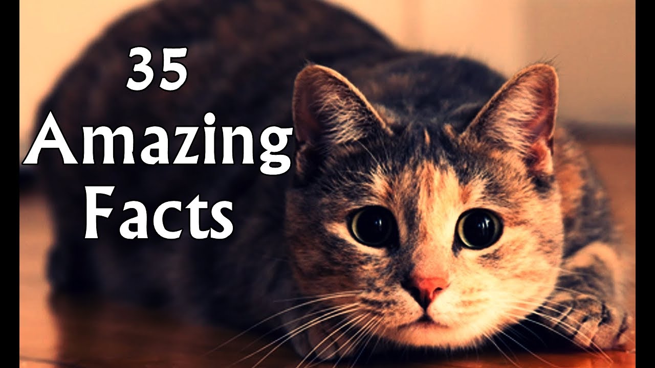 35 Interesting Facts About Cats And Kittens YouTube 35-interesting-facts-about-cats-and-kittens-youtube