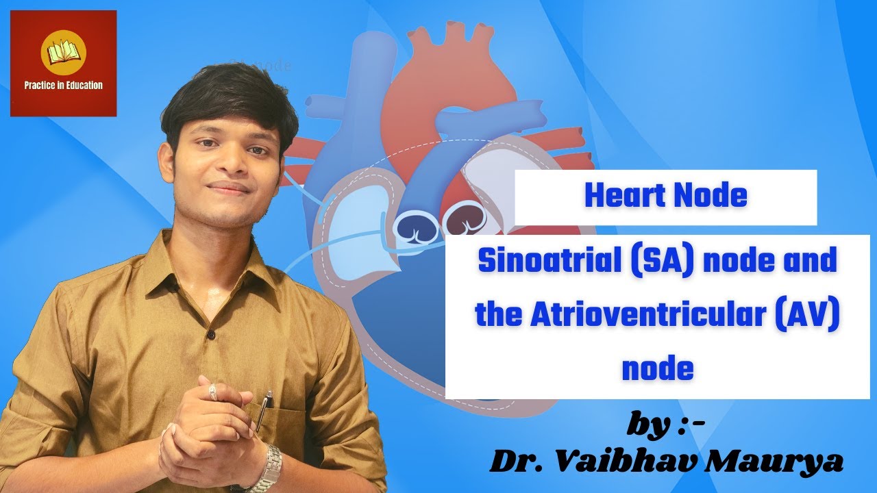 Heart Node // What is Heart Node? // Difference between sinoatrial node and atrioventricular ...