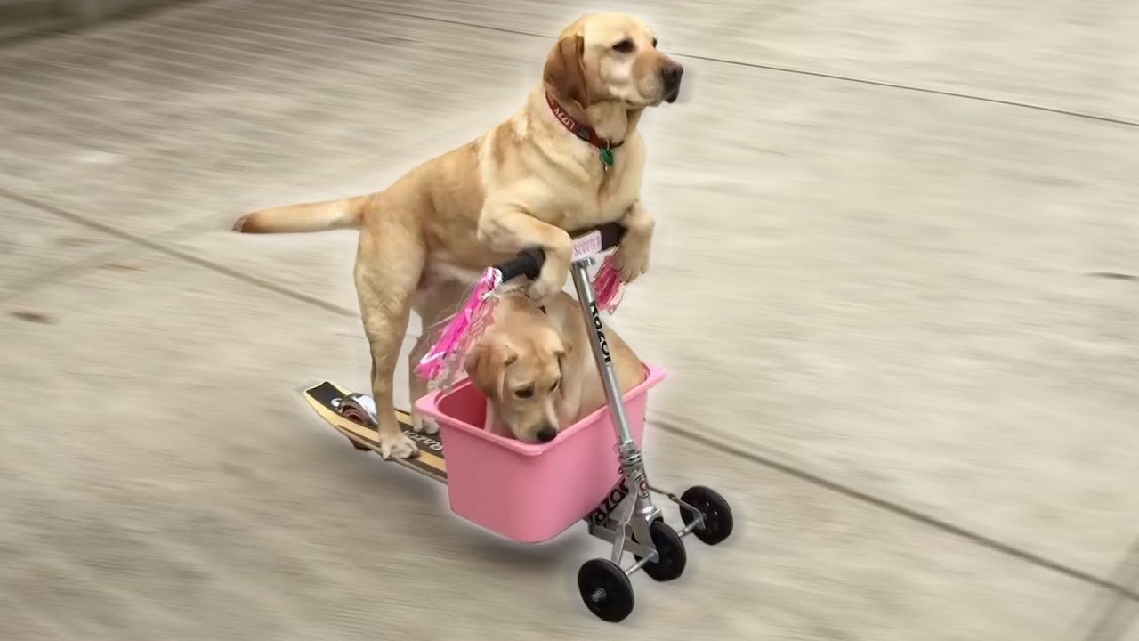 5 Minutes of Dogs Being Cute! - YouTube