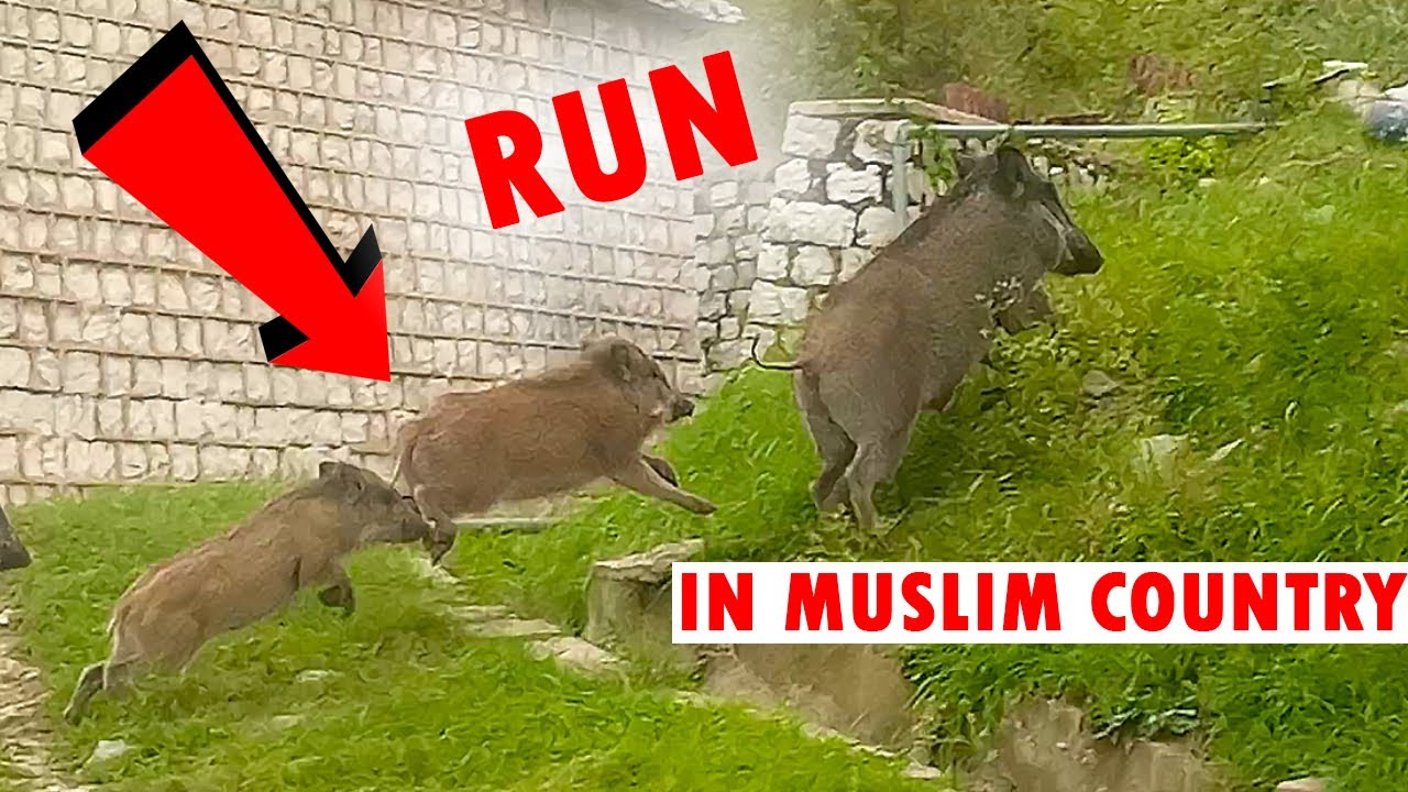 Wild Pigs Running Wild in City - YouTube