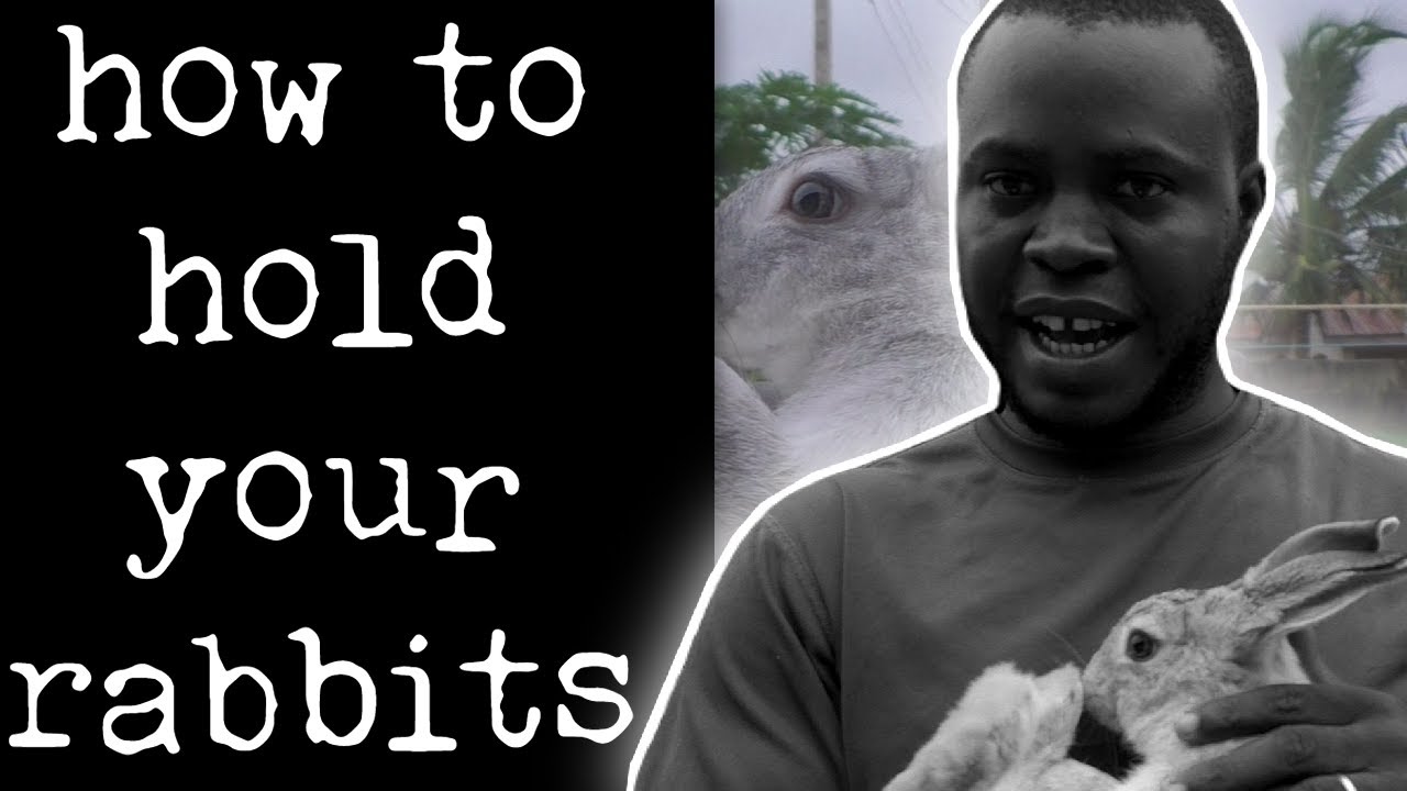 Rabbit Farming | How to Hold a Rabbit Safely - YouTube