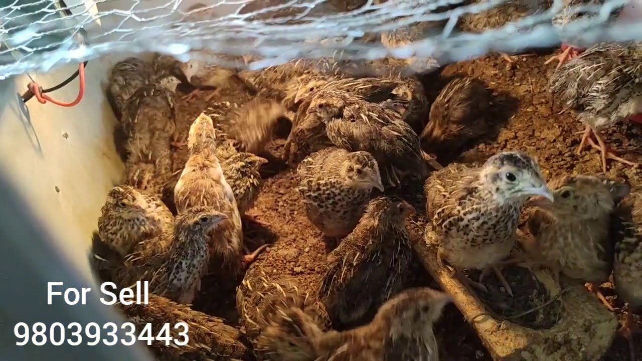 Battai farm Nepal....for sale - YouTube