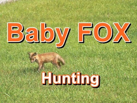 Baby FOX Hunting - YouTube