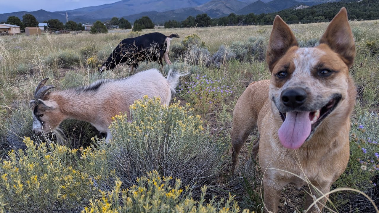 ⚡ Lightning Goats ⚡ Live Streaming Goat Feeder - YouTube
