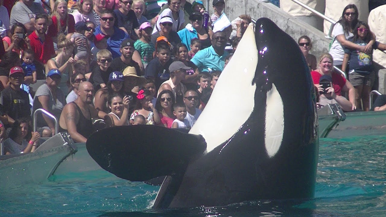 One Ocean (Full show/Full HD) Sept 12 2014 - 2pm SeaWorld San Diego ...