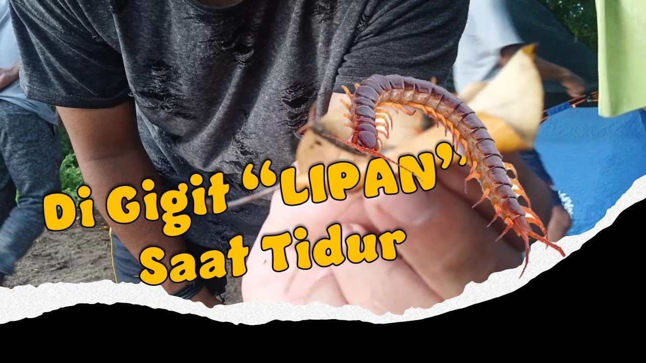 Digigit Lipan saat tidur di tenda #lipan #digigitlipan #camping - YouTube