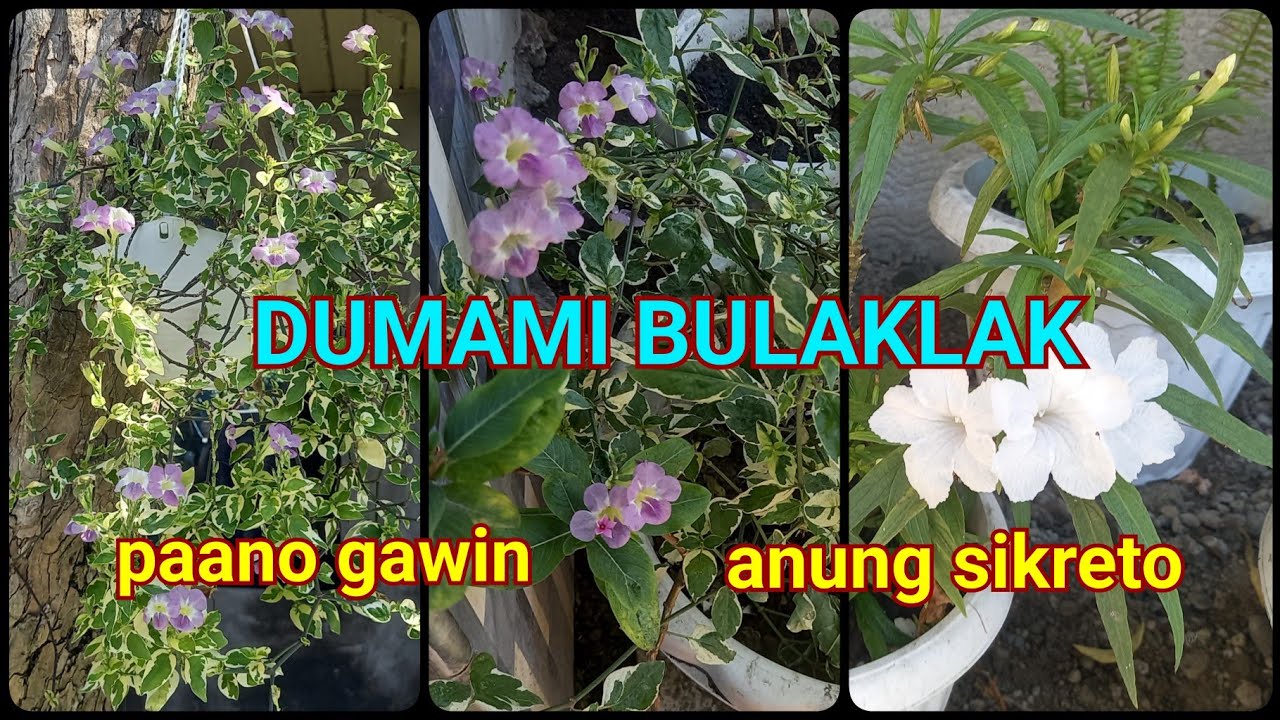 DUMAMI NG ANG BULAKLAK @dgraciousdancer - YouTube