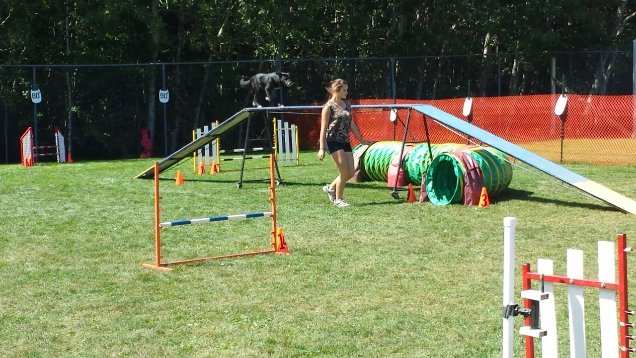 Meeka the Lab Mix - AAC Agility Trial - Masters Standard - Summer 2013 ...