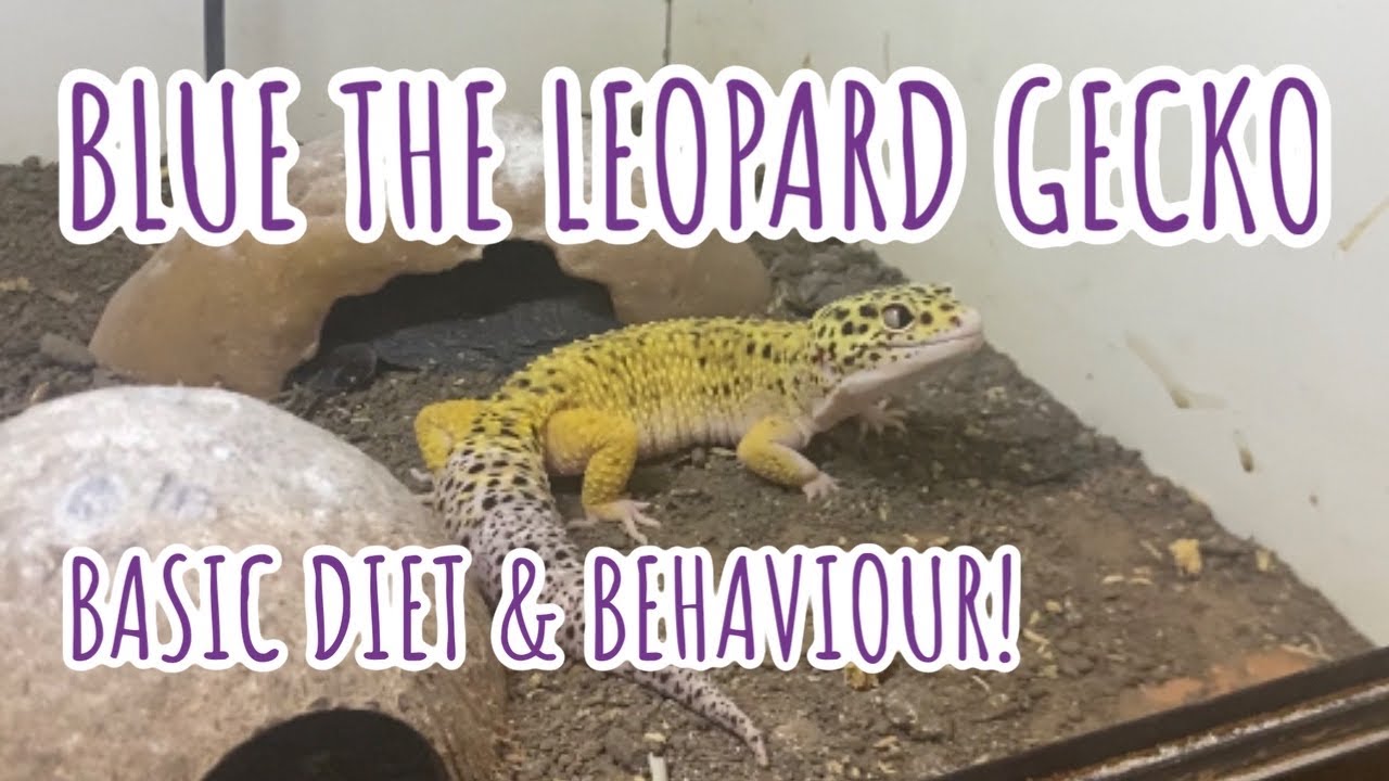 LEOPARD GECKO: BASIC DIET & BEHAVIOUR! - YouTube