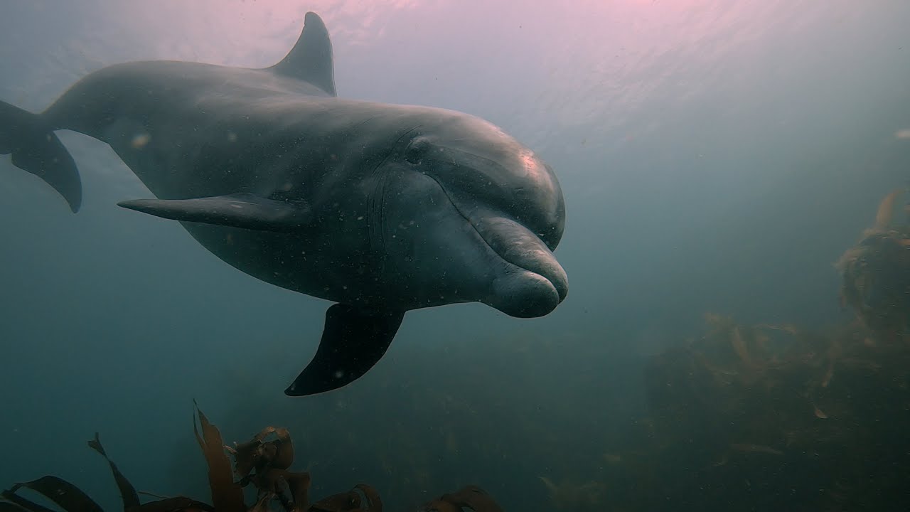 Freediving with an amazing Dolphin and Seal in Ireland - YouTube