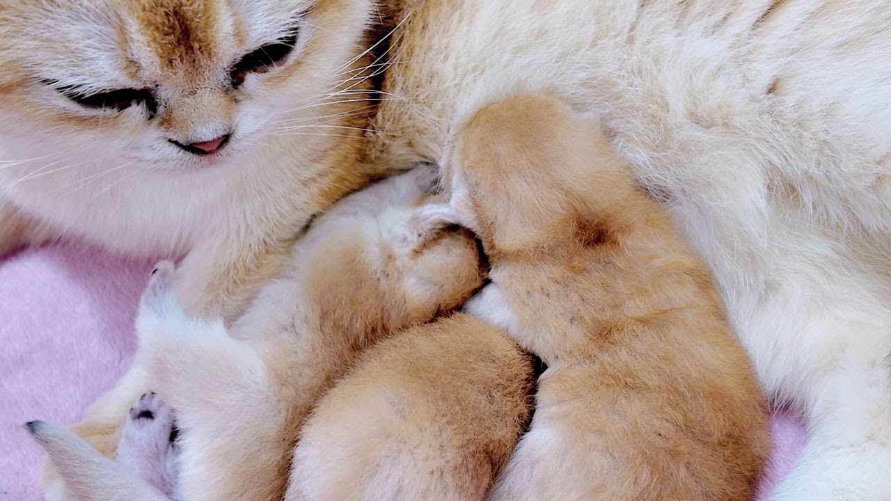 Mother cat talking to newborn kitten. Mother cat taking care of kitten ...