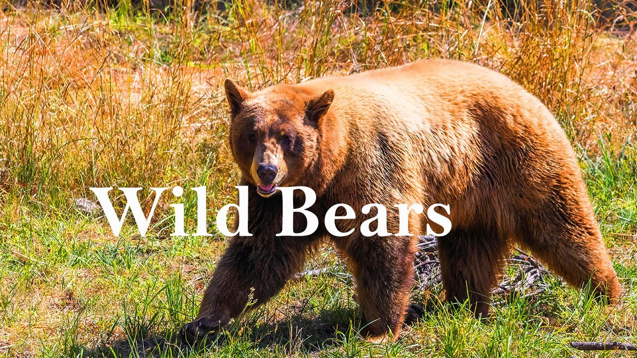 Wild Bears In Their Natural Habitat | Amazing Footage Of Bears | Nature ...