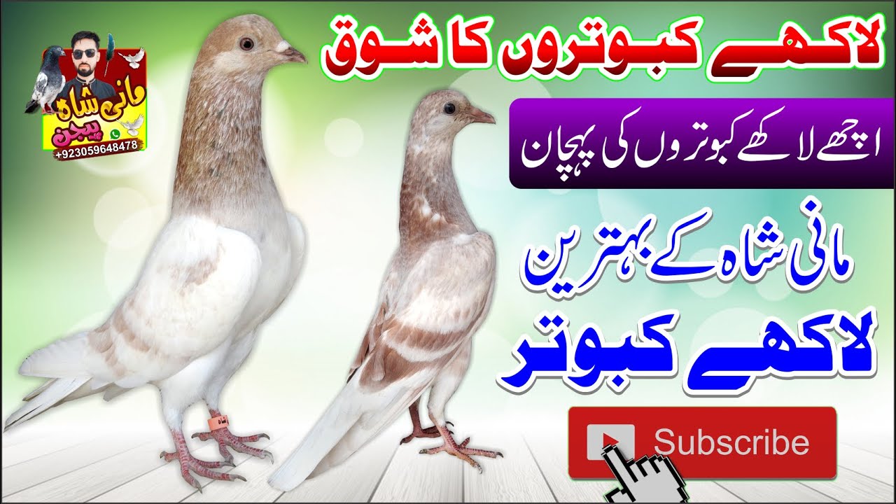 Lakhy Kabootron Ka Shoq / Lakhy Breed Pigeons / Mani Shah Pigeon - YouTube