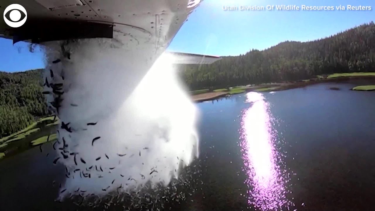 WEB EXTRA: Aerial Fish Stocking in Utah - YouTube