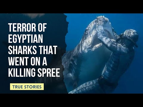 SHARK ATTACK Killing Spree | Animal Attacks | True Stories - YouTube