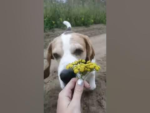 Собака писала, собака какала, собака села и заплакала) - YouTube
