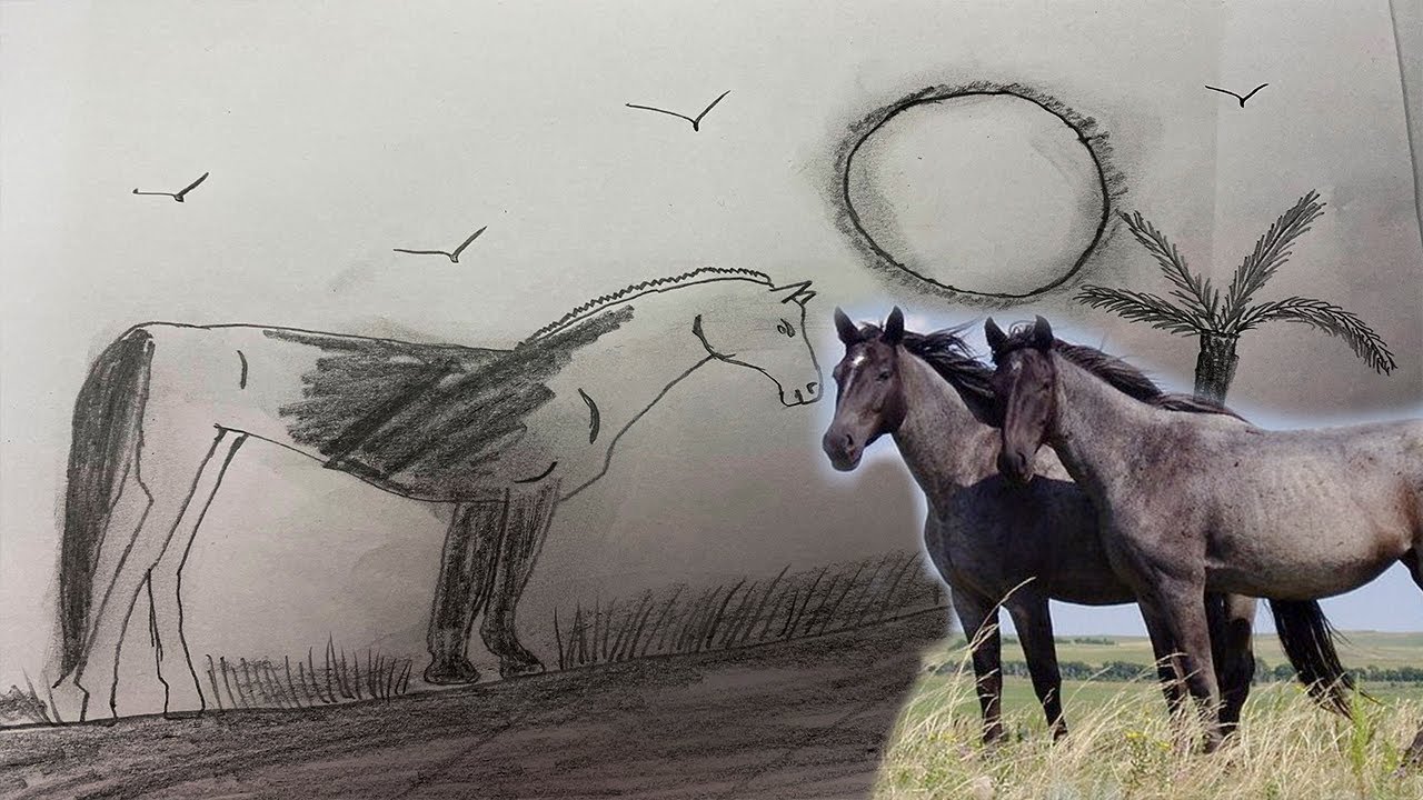 how to draw caballo andaluz PURA RAZA ESPAÑOLA Increibles animales muy ...