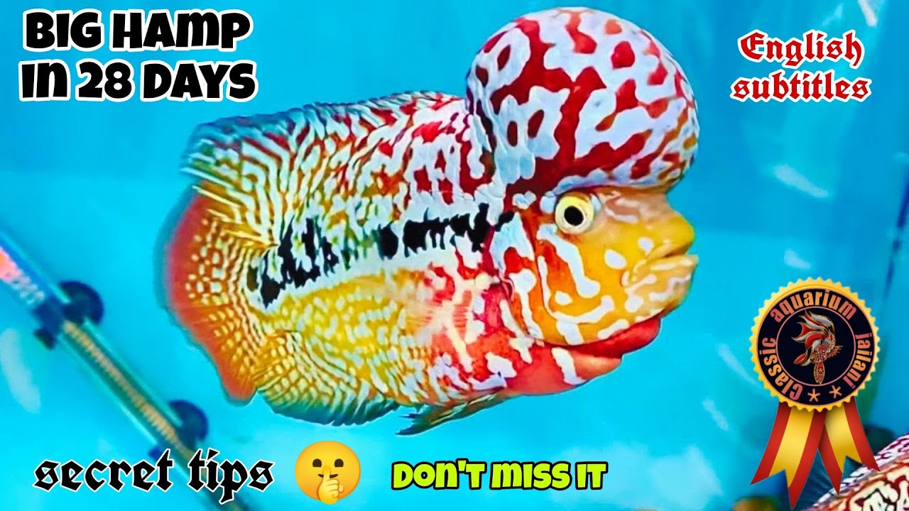 Kamfa Grooming Secrets tips in Tamil | FlowerHorn Baby | classic ...