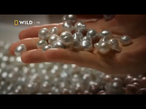 Тайният Живот На Перлите: Nat Geo Wild - 1080p Бг Аудио 2020