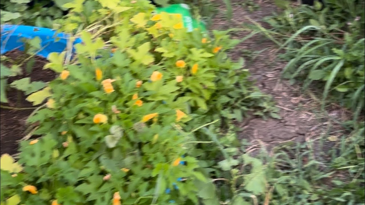 Funky container garden tour - YouTube