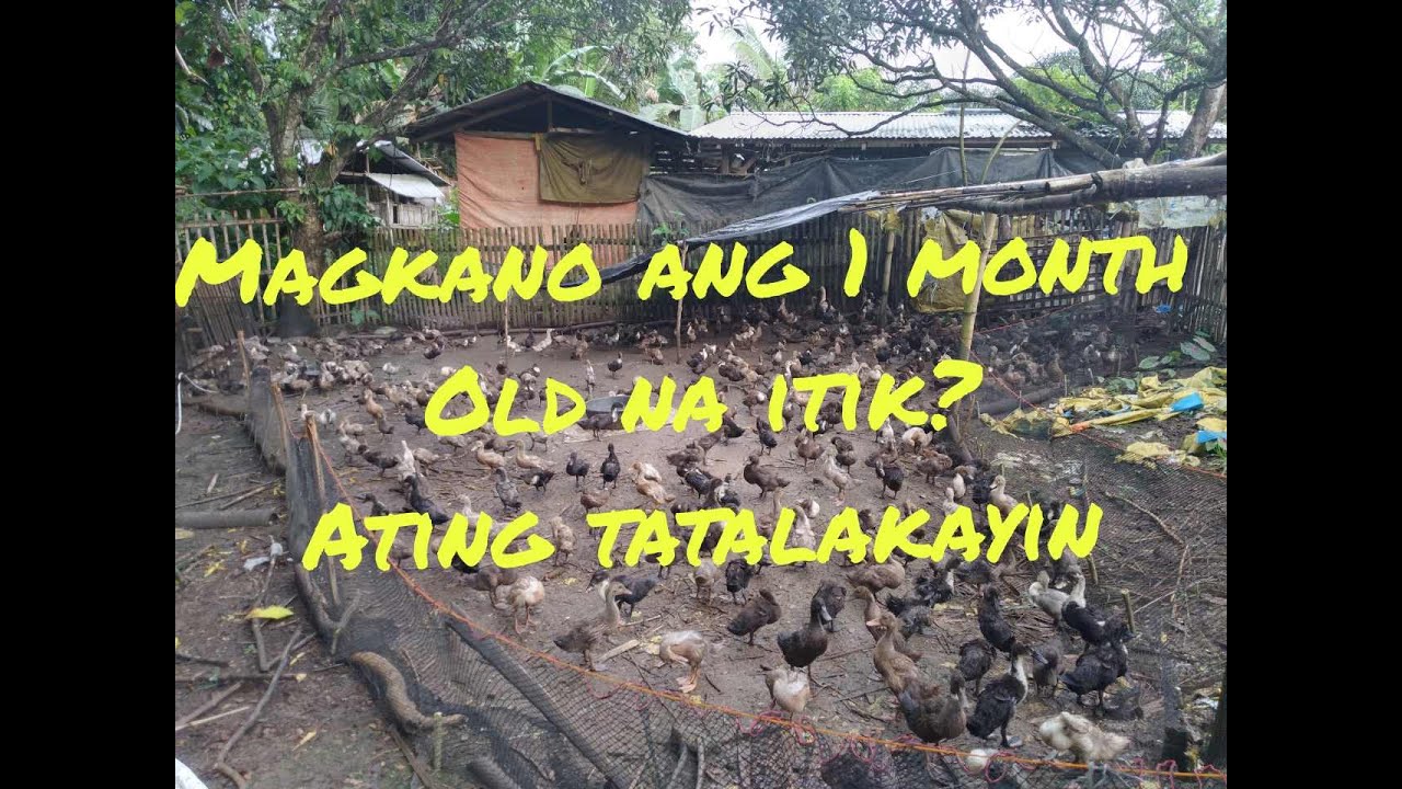 Modern duck farming in philippines | magkano ang 1month old na itik ...