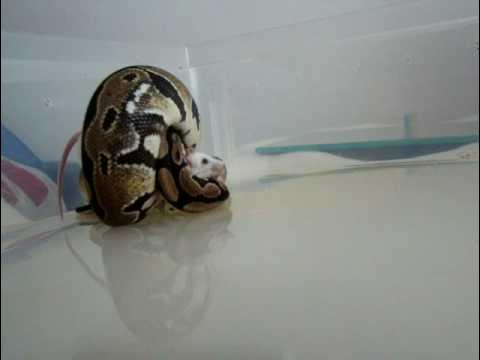 Ball Python Eating - YouTube