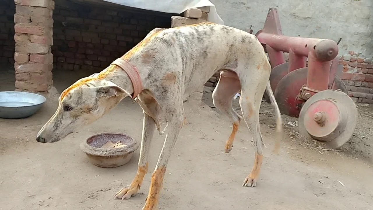racing dogs most famous in saudi arabia 2020 - YouTube