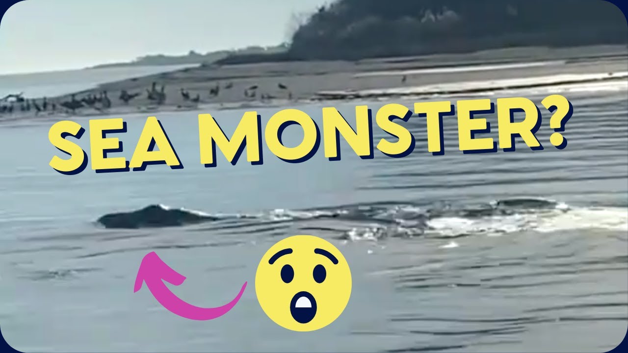Mysterious Sea Creature Spotted in North Carolina! What Is It? - YouTube