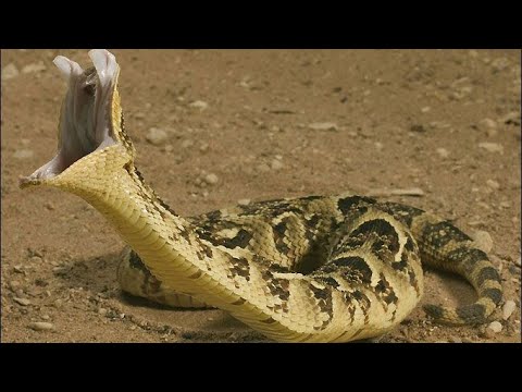 Why does the Puff Adder slither straight? - YouTube