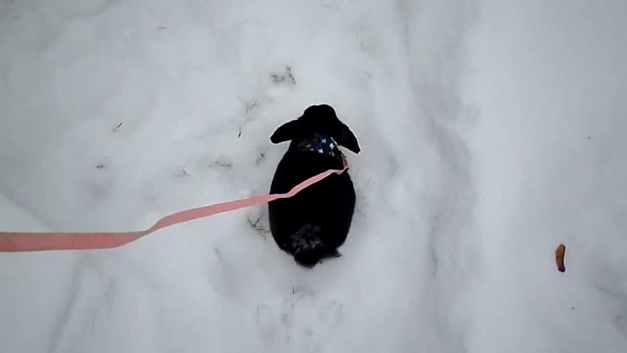 Walking rabbit on leash - YouTube