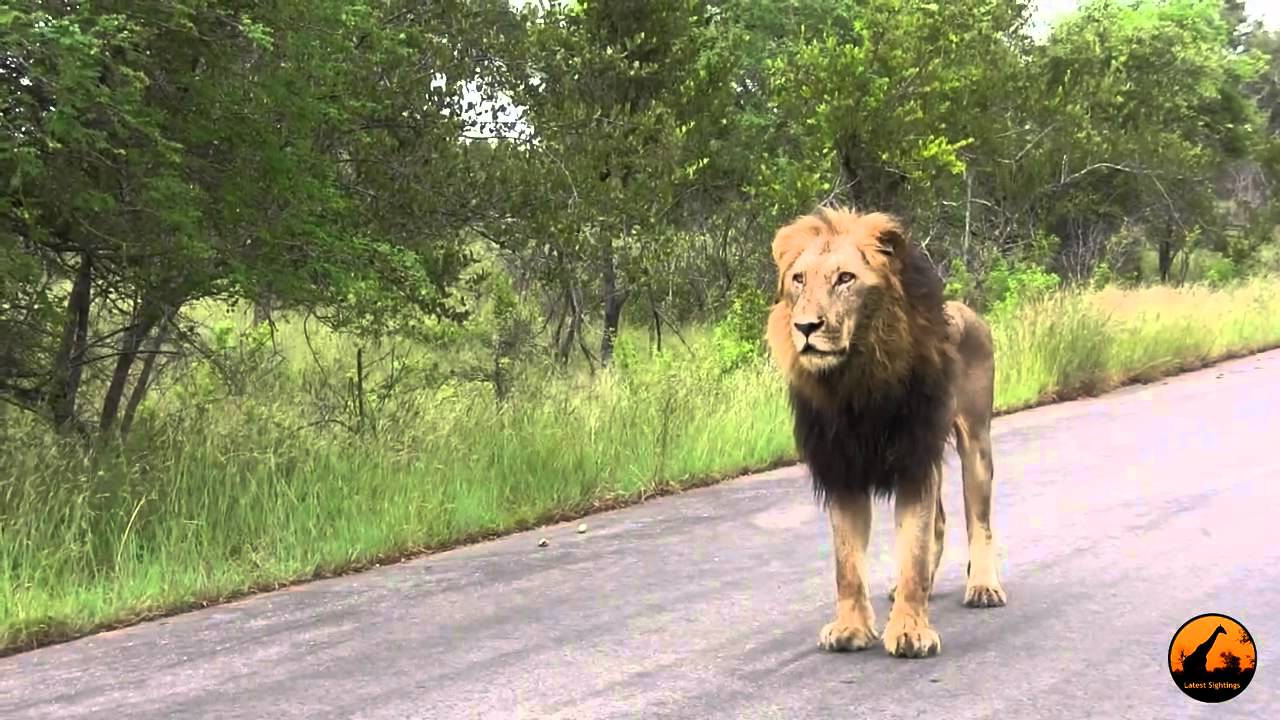 Unusual Lion Behavior With 2 Sets of Roaring) 14 January 2013 - Latest ...