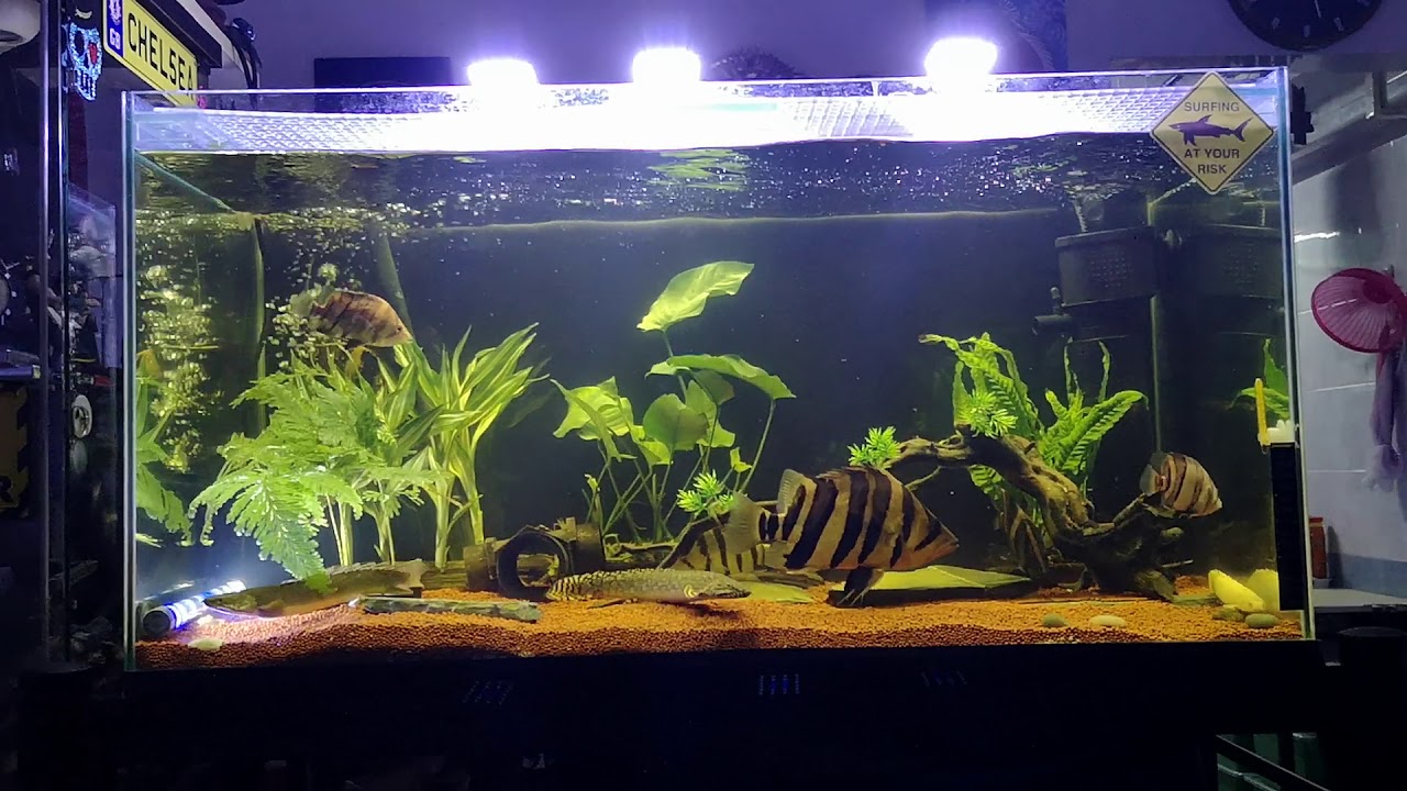 Datnioides Indonesia tiger fish new guinea tiger fish , America tiger ...