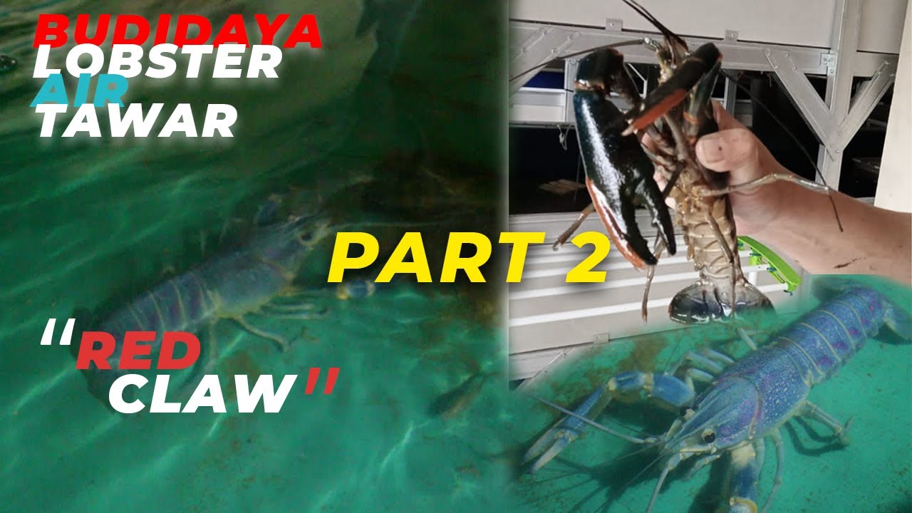 Budidaya Lobster Air Tawar Red Claw || Part 2 Hal Penting Yang Harus ...