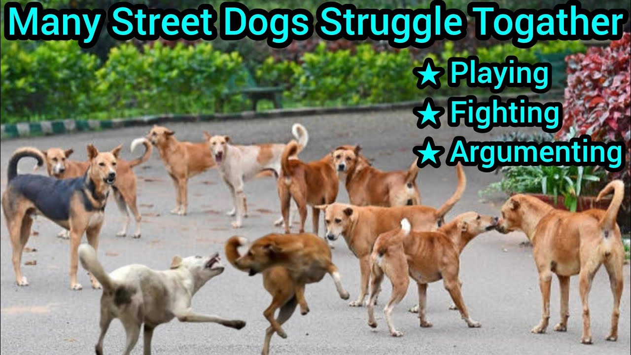 Many street dogs struggle togather | Street Animals - YouTube