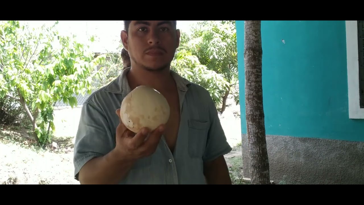 como se pela un coco sin sacarle el agua - YouTube