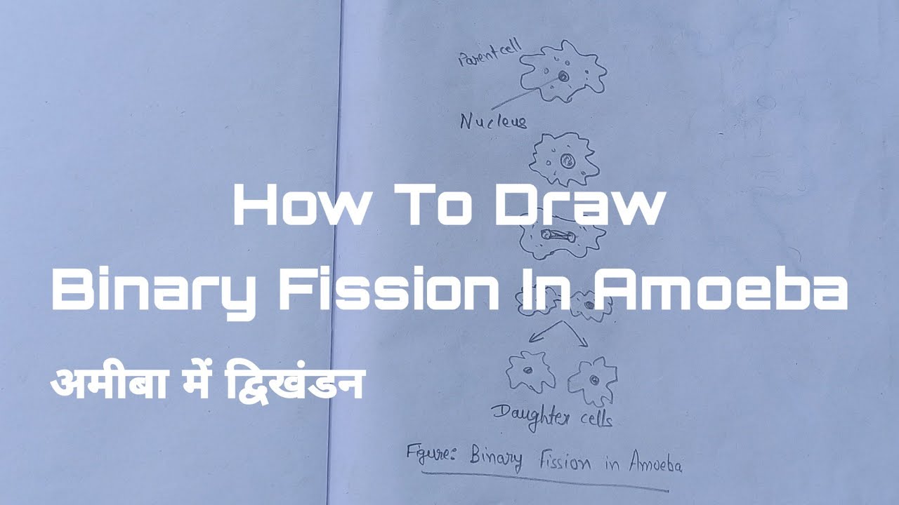how to draw binary fission in amoeba | Binary Fission In Amoeba Diagram ...