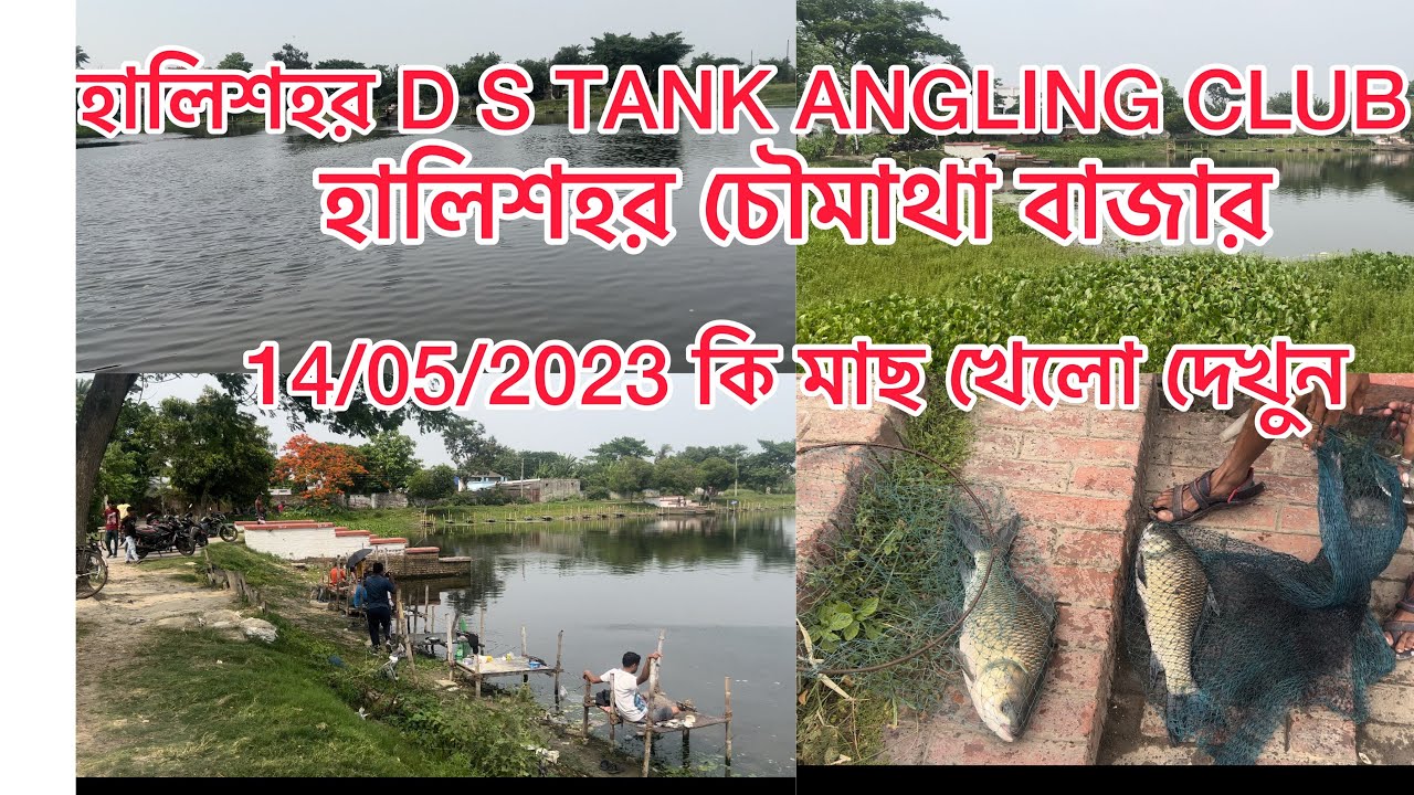 হালিশহর D S TANK ANGLING CLUB পুকুরে আজ কি মাছ খেলো দেখুন || 14/05/2023 ...
