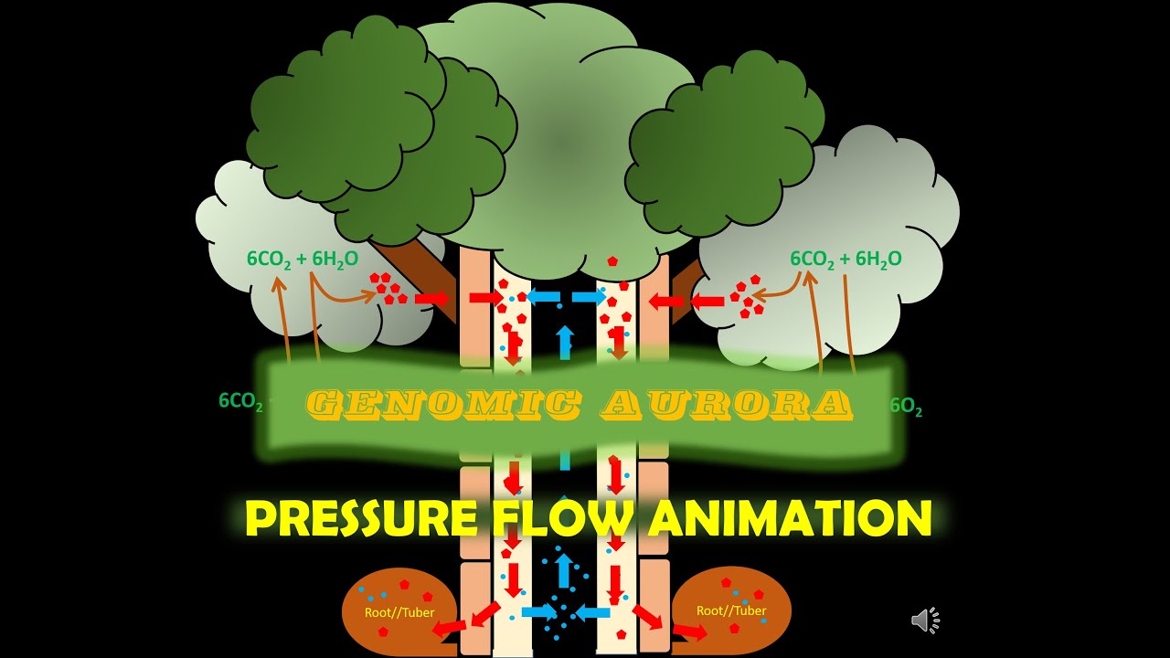 PRESSURE FLOW ANIMATION - YouTube